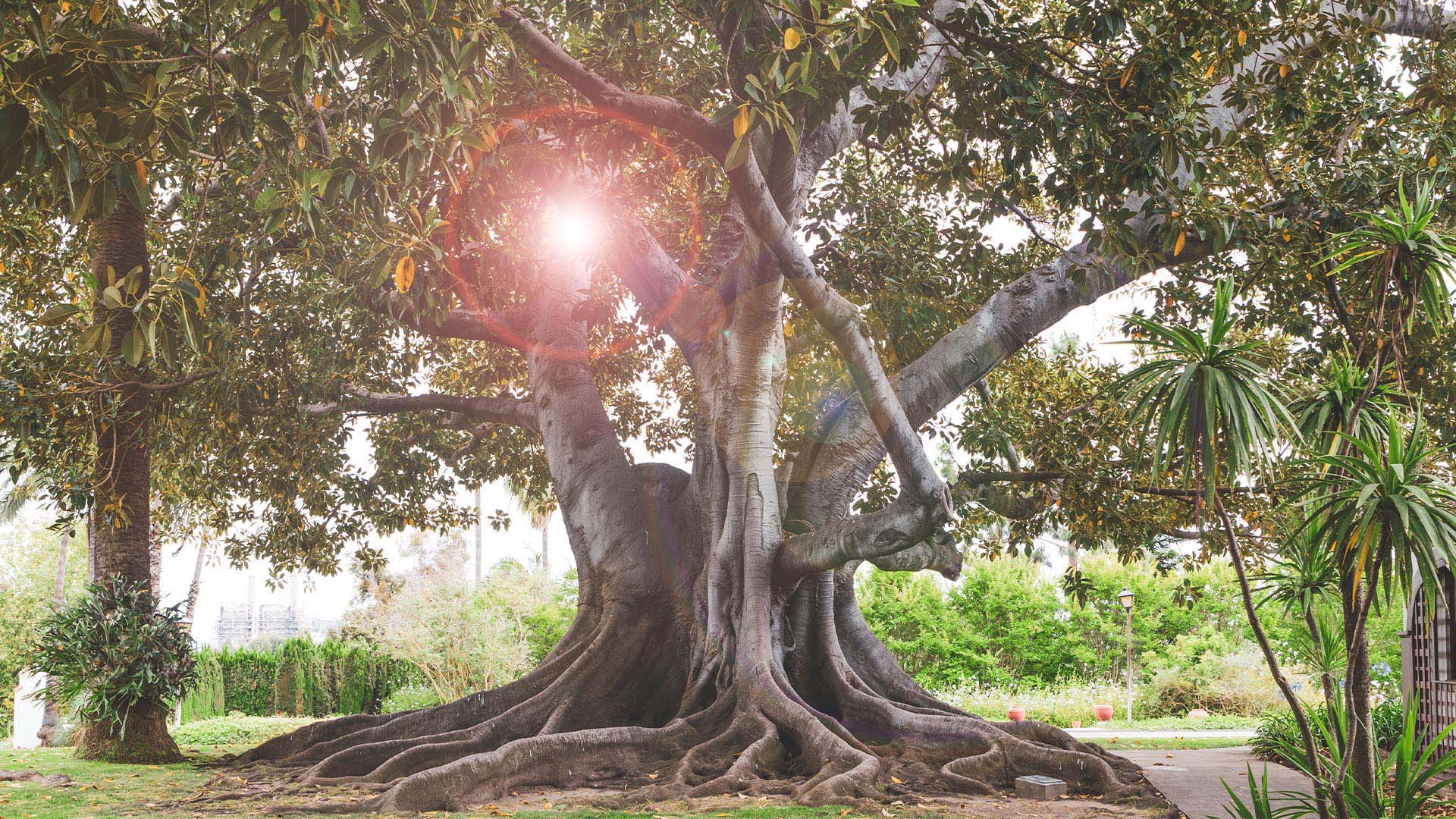 Jesus Loves Figs – Renewed Belief